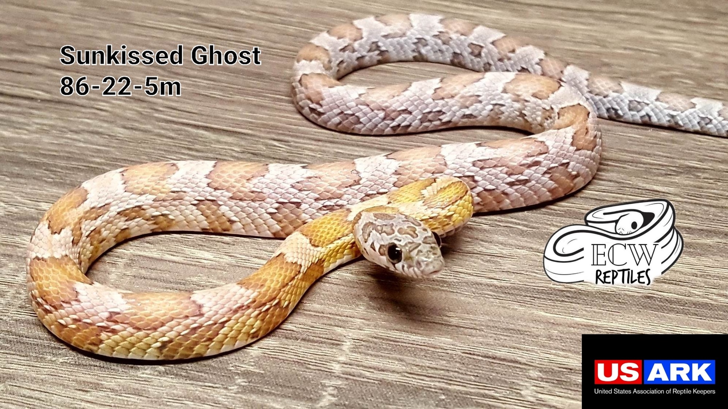 Sunkissed Ghost Corn Snake by ECW Reptiles - MorphMarket