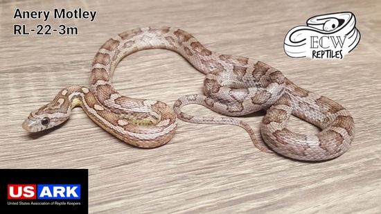 Anery Motley Corn Snake by ECW Reptiles