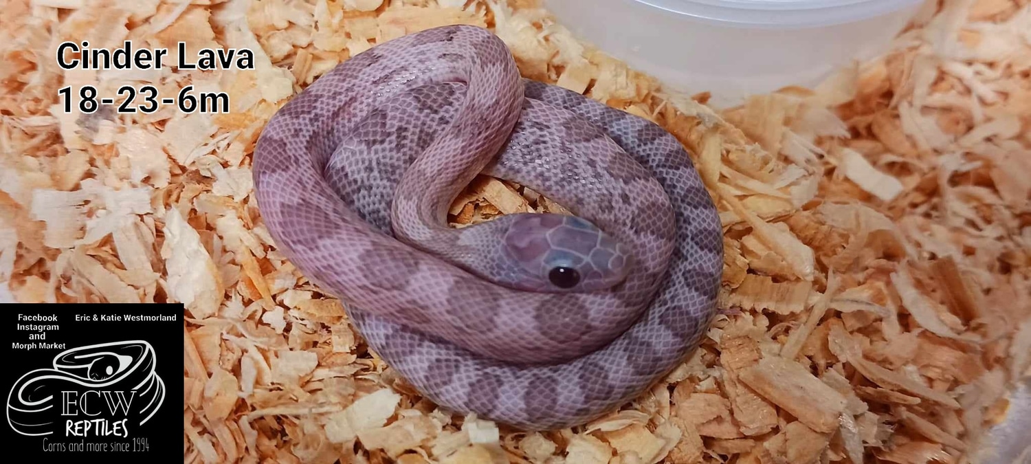 23' Cinder Lava Corn Snake by ECW Reptiles - MorphMarket