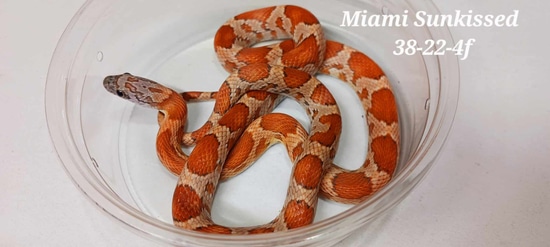 Miami Sunkissed Corn Snake by ECW Reptiles