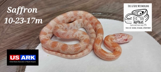 Saffron Corn Snake by ECW Reptiles
