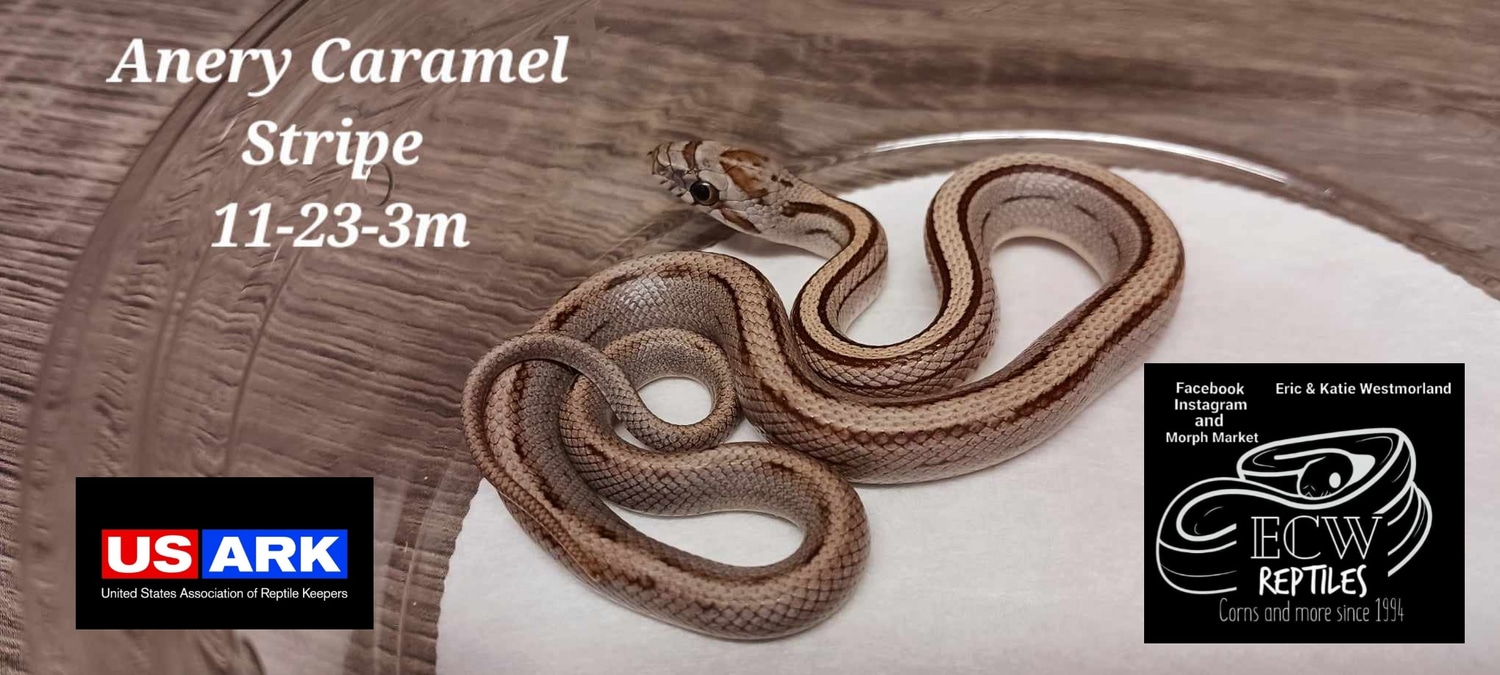 Anery Caramel Stripe Corn Snake by ECW Reptiles - MorphMarket