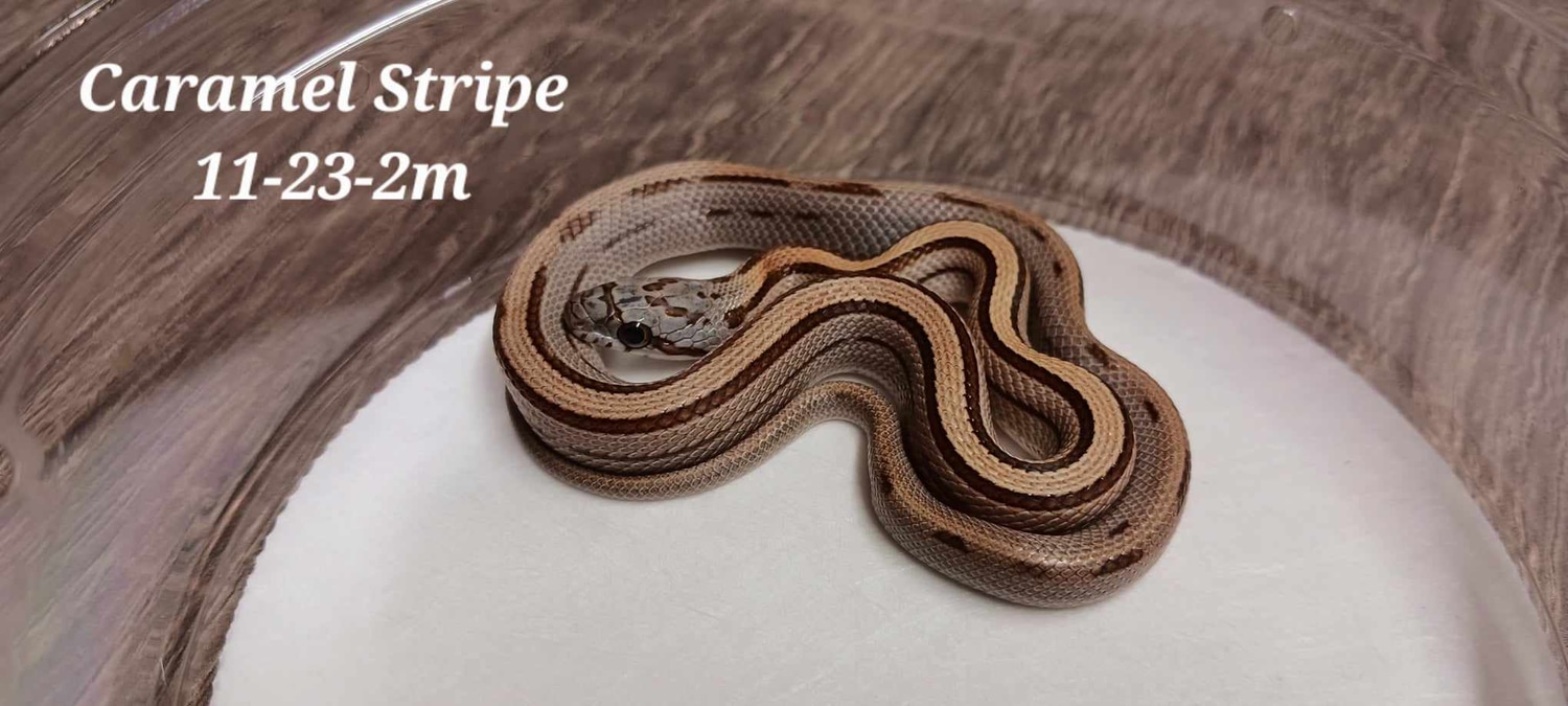Caramel Stripe Corn Snake by ECW Reptiles - MorphMarket
