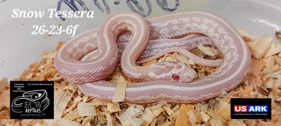 Snow Tessera Corn Snake by ECW Reptiles