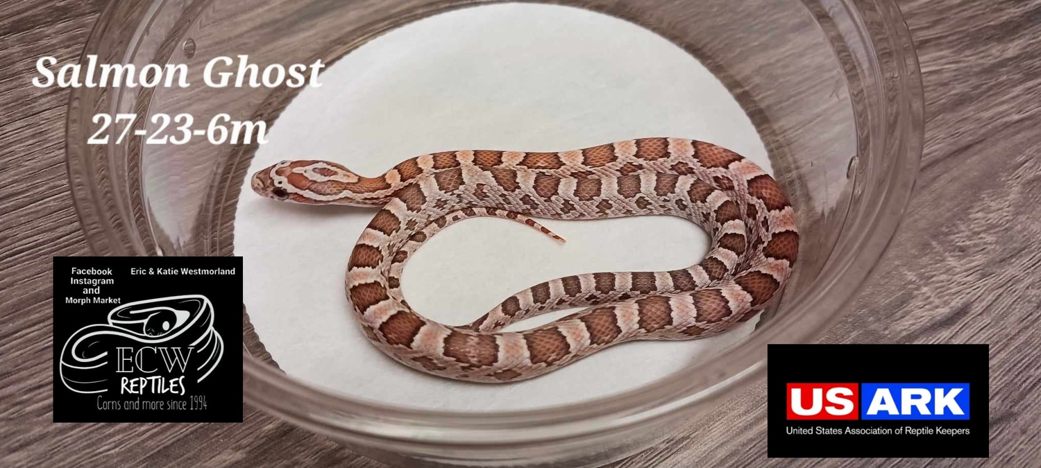 Salmon Ghost Corn Snake by ECW Reptiles - MorphMarket