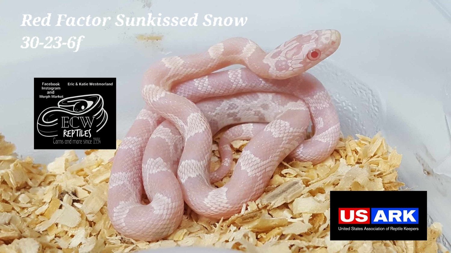 Red Factor Sunkissed Snow Corn Snake by ECW Reptiles - MorphMarket
