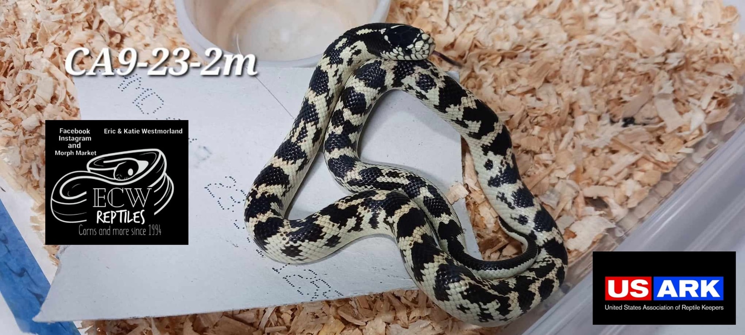 Aberrant California Kingsnake by ECW Reptiles - MorphMarket