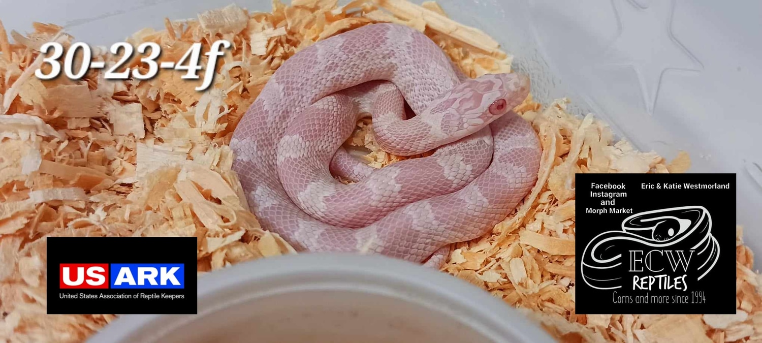 Red Factor Sunkissed Snow Corn Snake by ECW Reptiles - MorphMarket