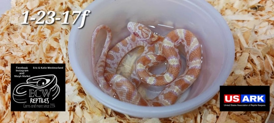Saffron Corn Snake by ECW Reptiles