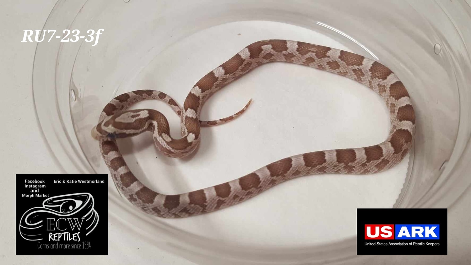 Ultramel Ghost Corn Snake by ECW Reptiles - MorphMarket