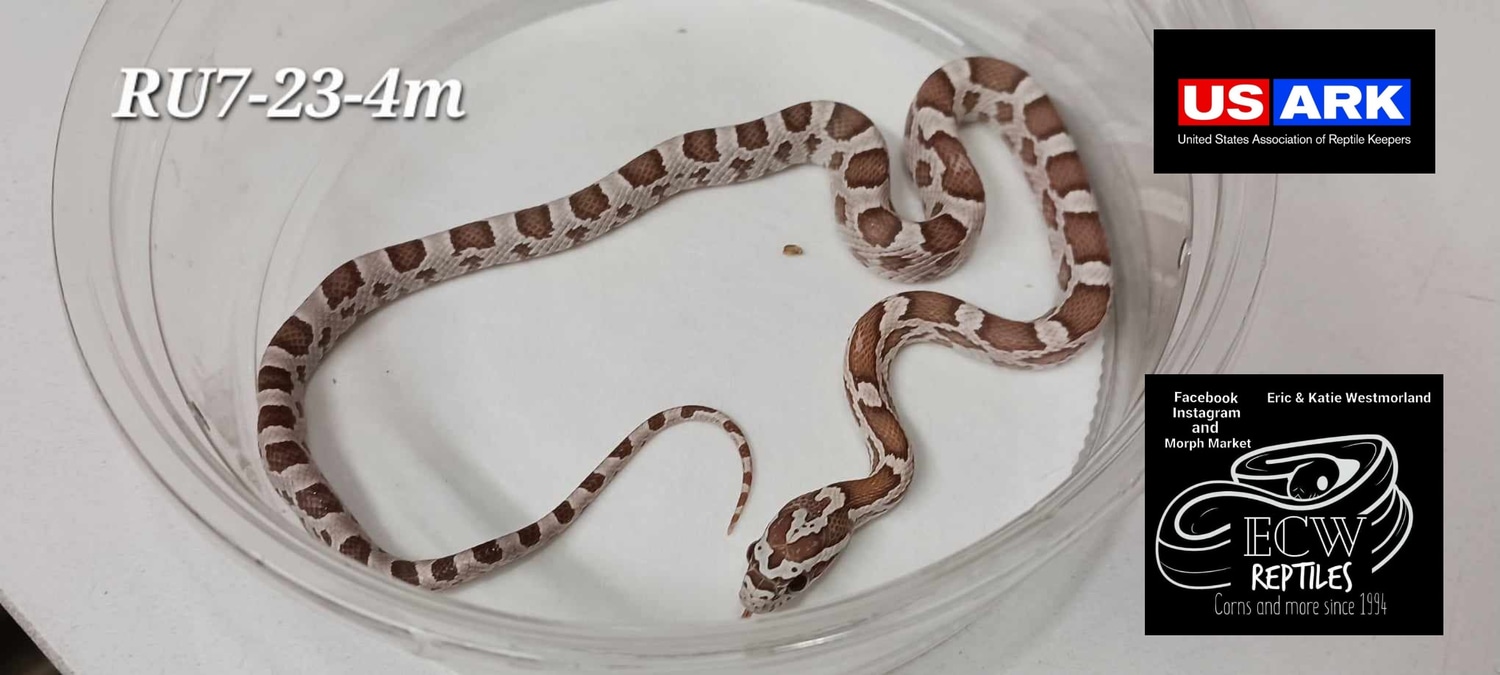 Ultramel Anery Corn Snake by ECW Reptiles - MorphMarket