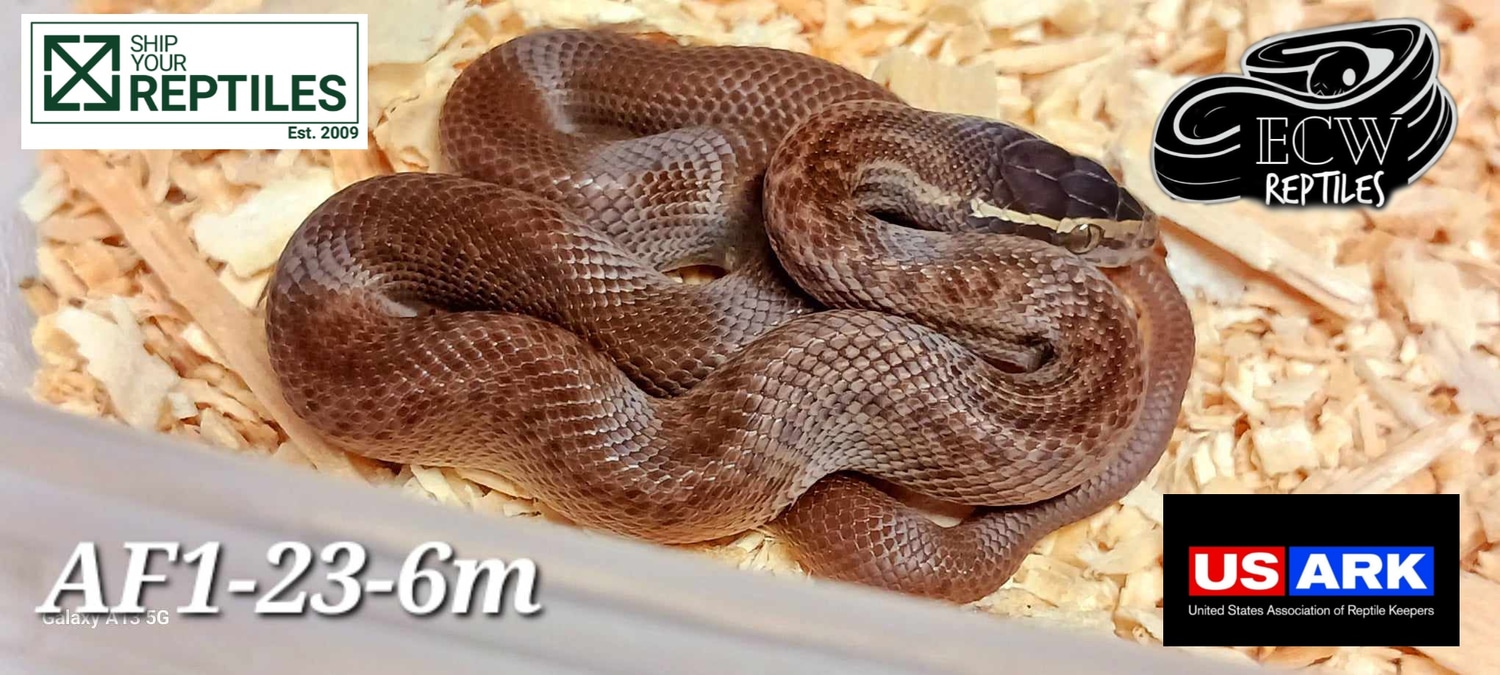 Het T+ Albino House Snake by ECW Reptiles - MorphMarket