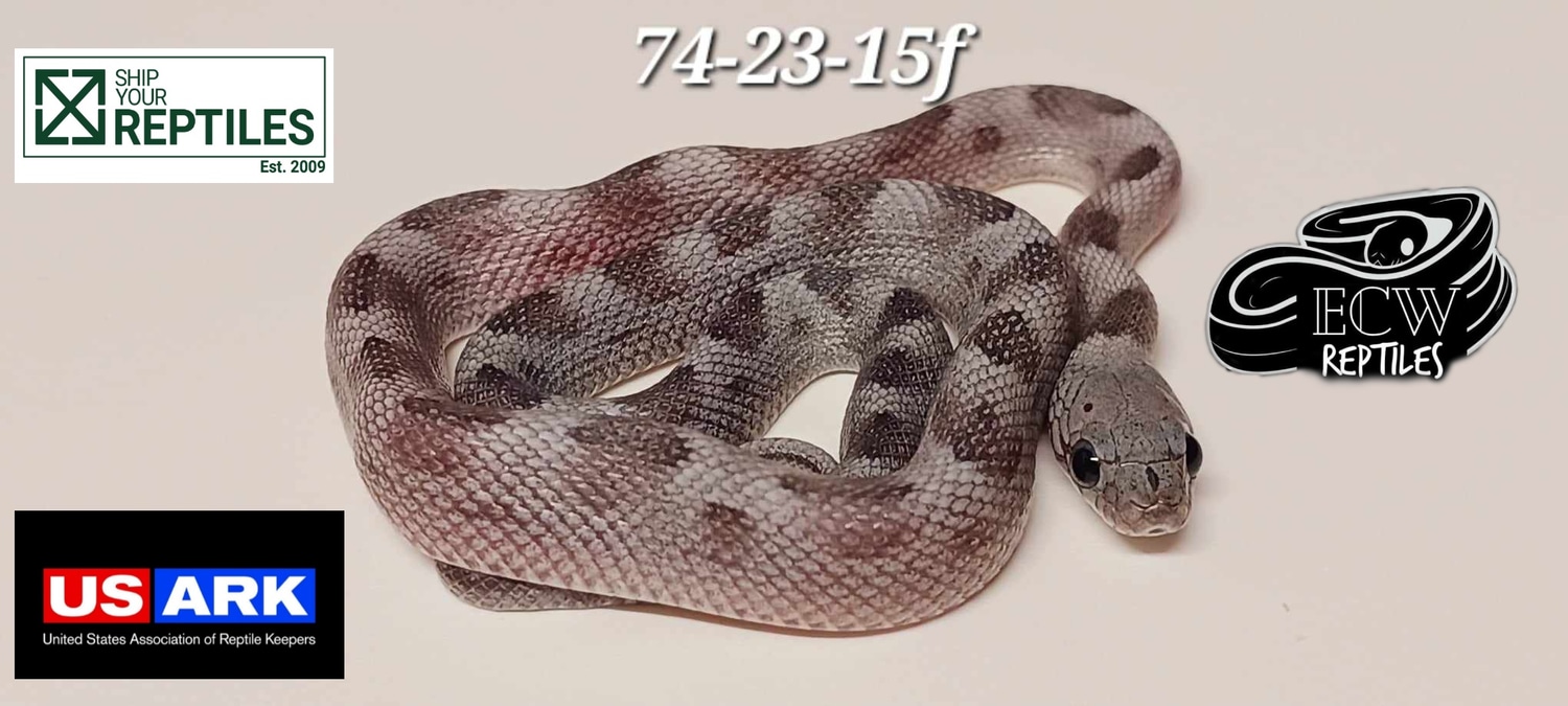Miami Shatter Stripe Corn Snake by ECW Reptiles - MorphMarket