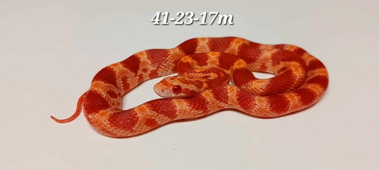 Sunglow Corn Snake by ECW Reptiles