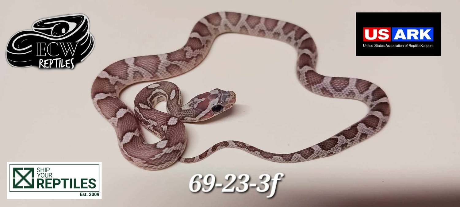Moonstone Corn Snake by ECW Reptiles - MorphMarket