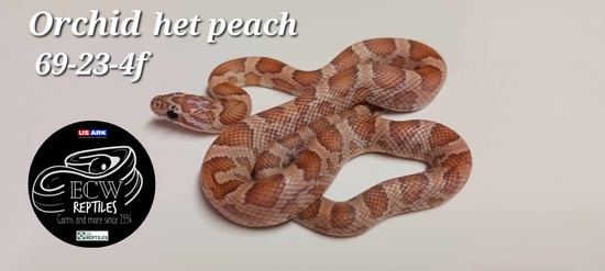 Orchid Het Peach Corn Snake by ECW Reptiles
