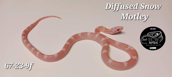 Diffused Snow Motley Corn Snake by ECW Reptiles