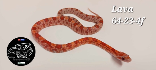 Lava Corn Snake by ECW Reptiles