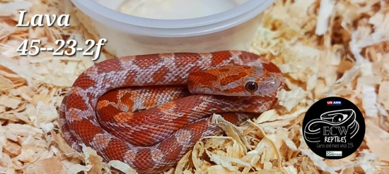 Lava Corn Snake by ECW Reptiles