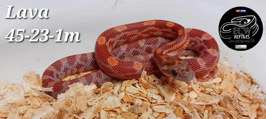 Lava Corn Snake by ECW Reptiles