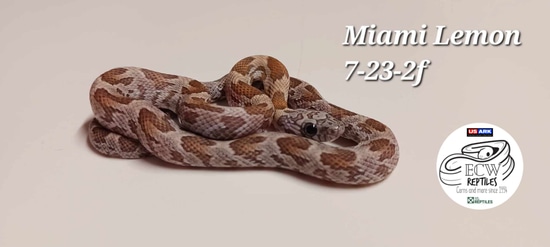 Miami Lemon Corn Snake by ECW Reptiles