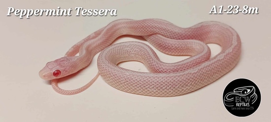 Peppermint Tessera Corn Snake by ECW Reptiles