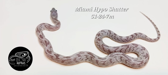 Miami Hypo Shatter Corn Snake by ECW Reptiles