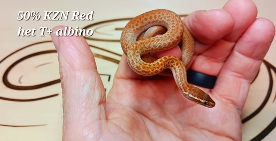 50%KZN Red Het T+albino House Snake by ECW Reptiles