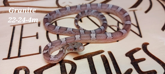 Granite Corn Snake by ECW Reptiles