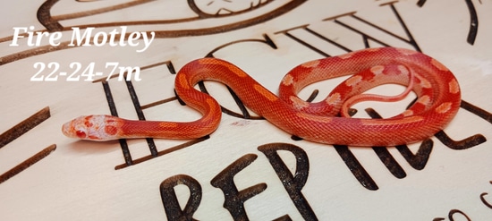 Fire Motley Corn Snake by ECW Reptiles