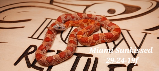 Miami Sunkissed Corn Snake by ECW Reptiles