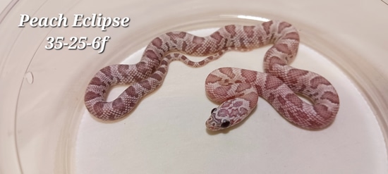 Peach Eclipse Corn Snake by ECW Reptiles