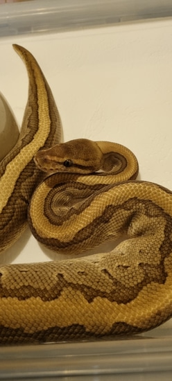 King Pin Ball Python by Marvz Morphs