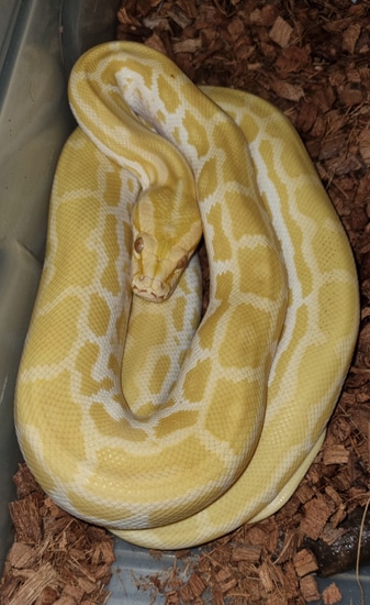 Pearl Burmese Python by Marvz Morphs