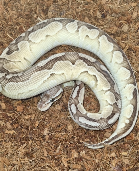 2021 Butter Pastel Enchi Ball Python by Marvz Morphs