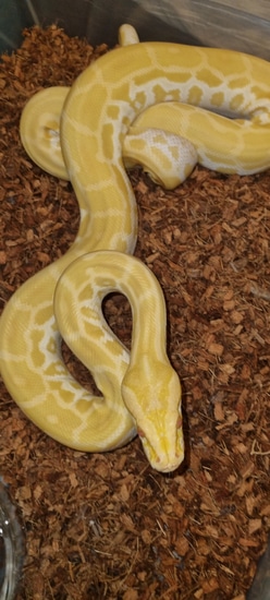Pearl Burmese Python 2022 by Marvz Morphs