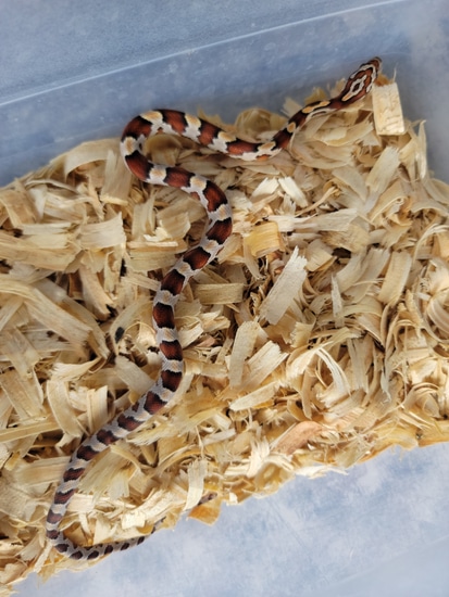 2022 Okeetee Corn Snake by Boas and Beyond