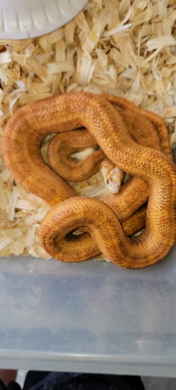 Scaleless Everglades Eastern Rat Snake by Boas and Beyond