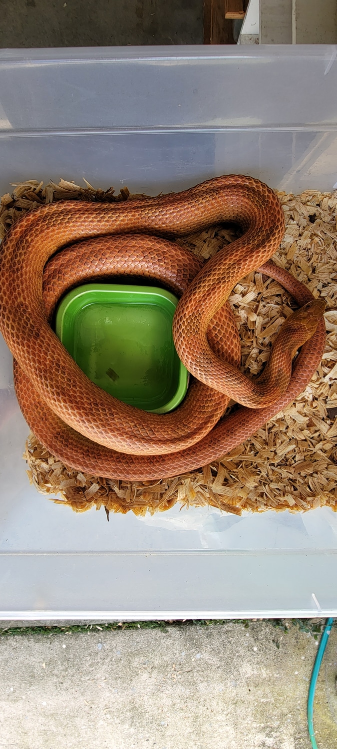 Everglades Het Scaleless Eastern Rat Snake by Boas and Beyond - MorphMarket