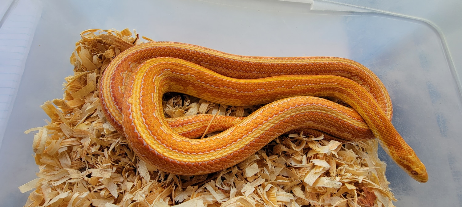 Amel Okeetee Tessera Corn Snake by Boas and Beyond - MorphMarket