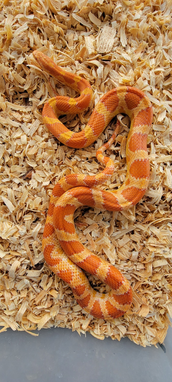 Amel Okeetee Pair Corn Snake by Boas and Beyond - MorphMarket