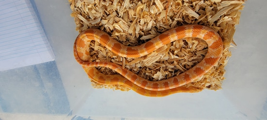 Amel Okeetee Female Proven Corn Snake by Boas and Beyond