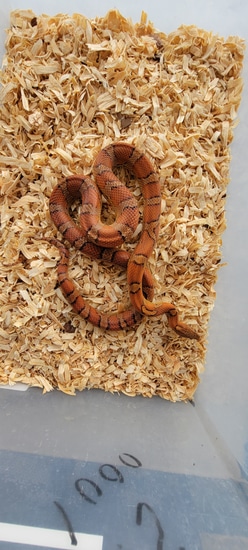 Okeetee Proven Pair Corn Snake by Boas and Beyond