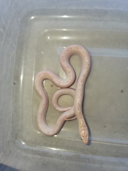 Mosaic Lavender Florida Kingsnake by Boas and Beyond