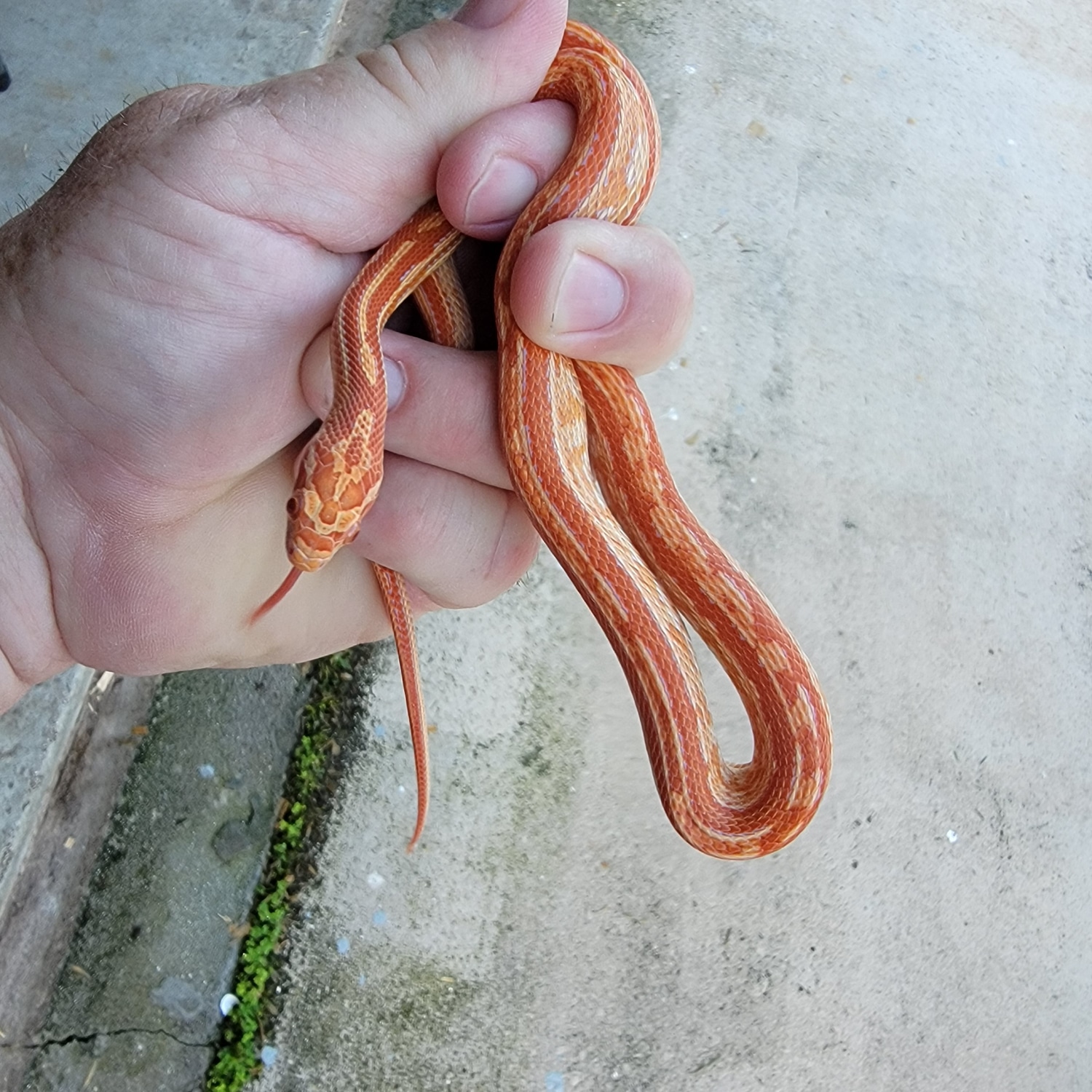 Tessera Okeetee Corn Snake by Boas and Beyond - MorphMarket
