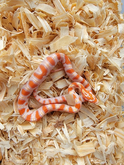 Abbott Reverse Okeetee Corn Snake by Boas and Beyond
