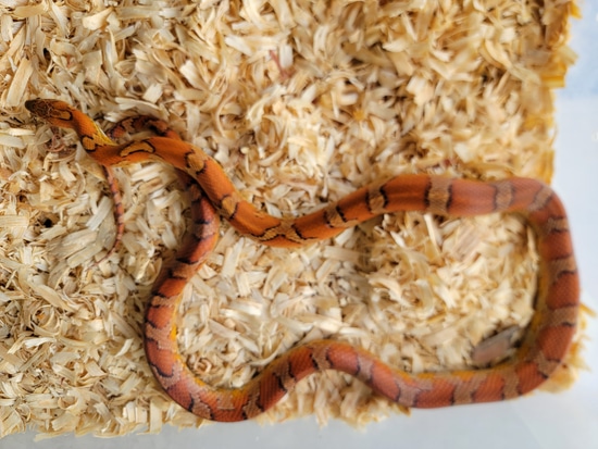 Okeetee Female Proven Breeder Corn Snake by Boas and Beyond