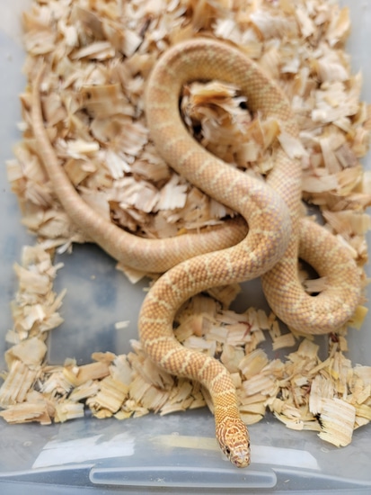 Red Lavender Florida Kingsnake by Boas and Beyond