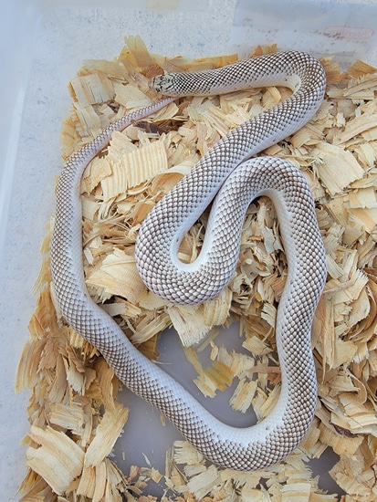 Axanthic Whiteside Proven Female Florida Kingsnake by Boas and Beyond