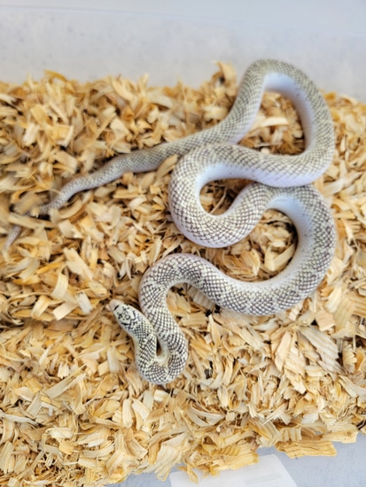 Axanthic Whiteside Proven Female Florida Kingsnake by Boas and Beyond